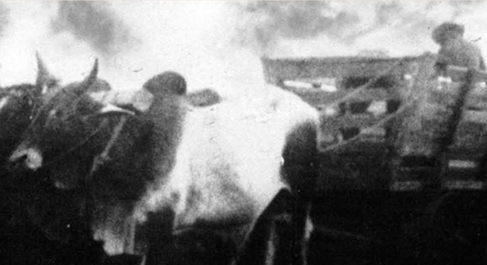 Del Monte Philippines History 90+ Years of Operations in the Philippines