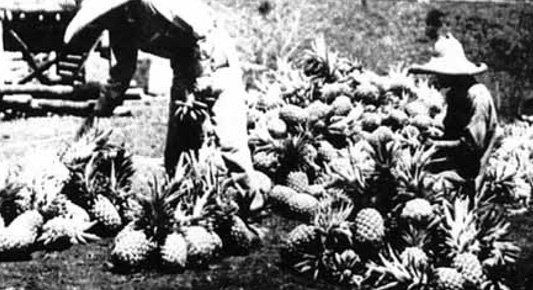 Del Monte Philippines History 90+ Years of Operations in the Philippines