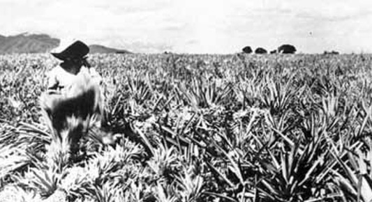 Del Monte Philippines History 90+ Years of Operations in the Philippines
